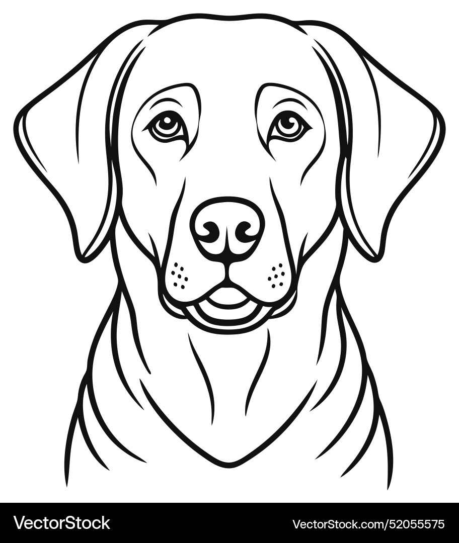 Labrador line art drawing Royalty Free Vector Image