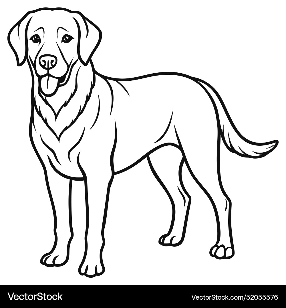 Labrador line art drawing Royalty Free Vector Image