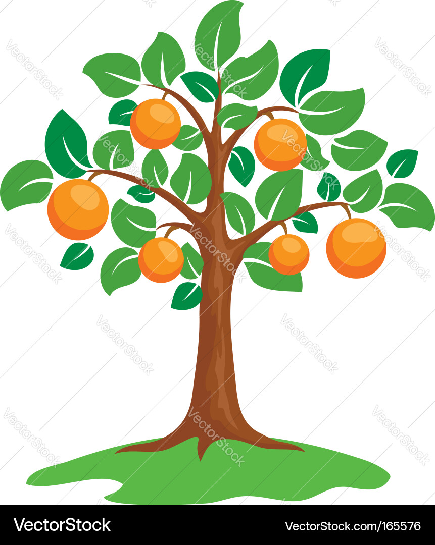 Orange Tree Illustration Orange Tree Vector Stock Illustrations