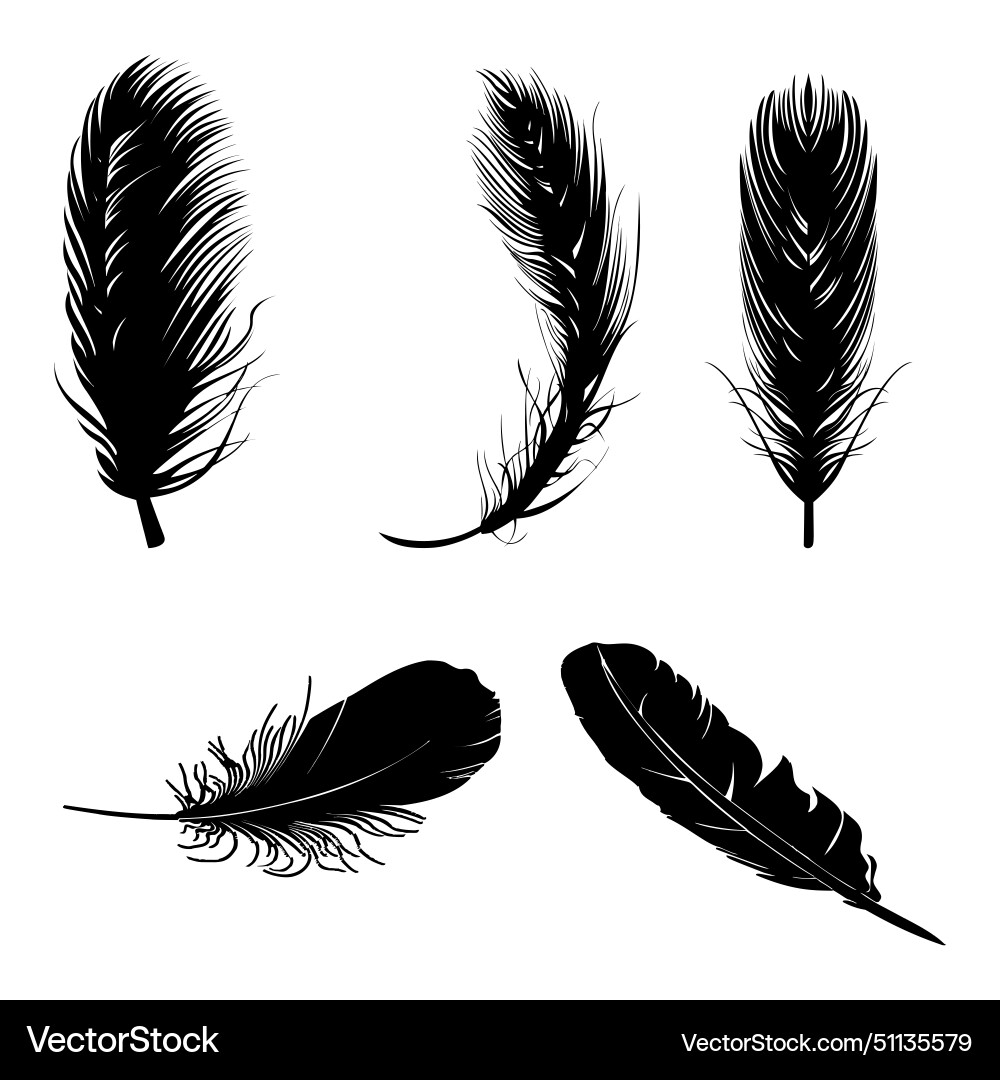 Feathers Royalty Free Vector Image - VectorStock