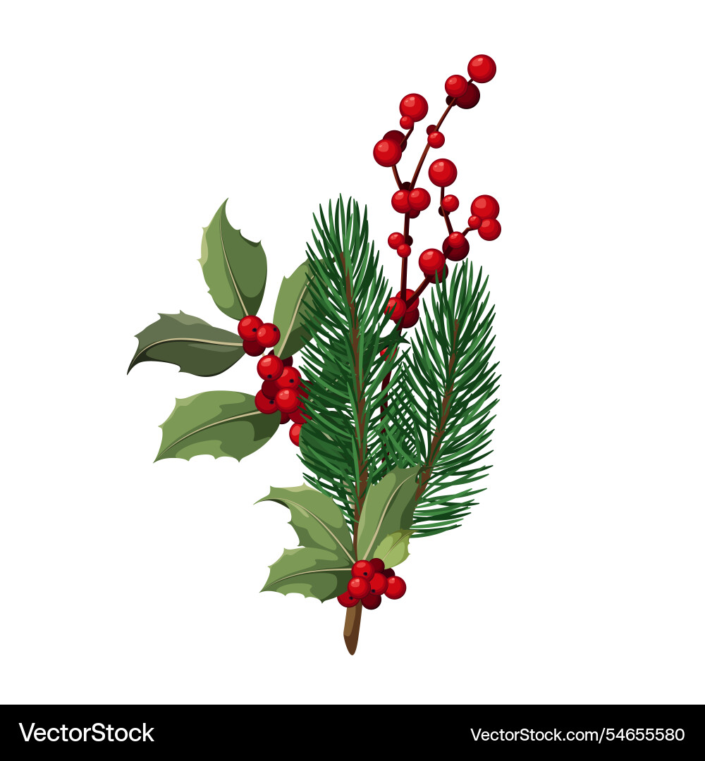 A sprig of spruce with holly Royalty Free Vector Image
