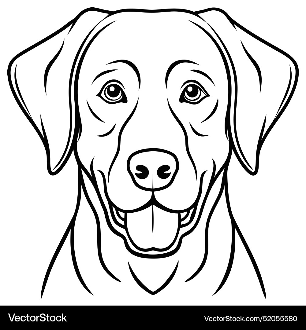 Labrador line art drawing Royalty Free Vector Image