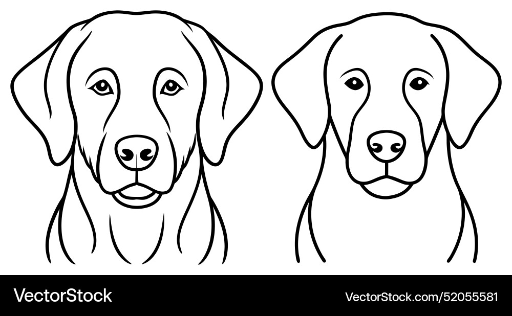 Labrador line art drawing Royalty Free Vector Image