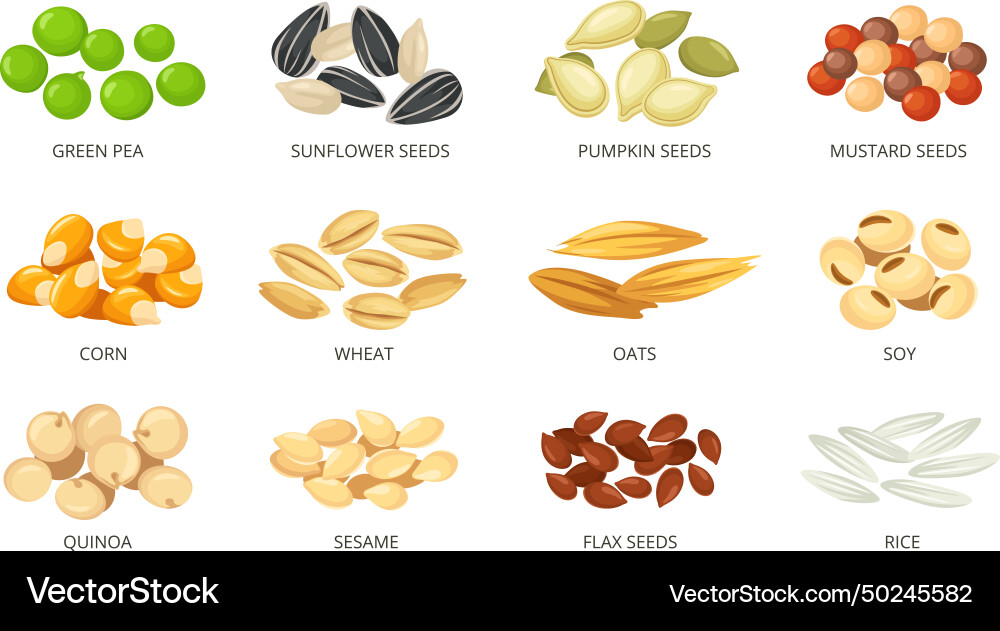 Cartoon plant seeds with labels food packaging Vector Image