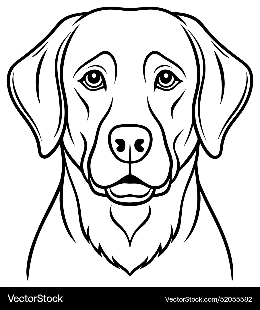 Labrador line art drawing Royalty Free Vector Image