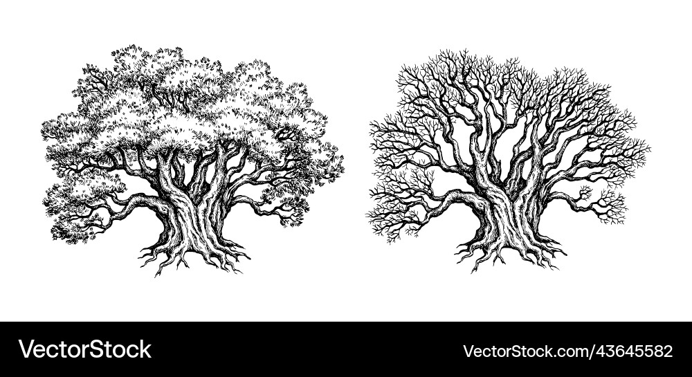 Living and withered yew trees Royalty Free Vector Image