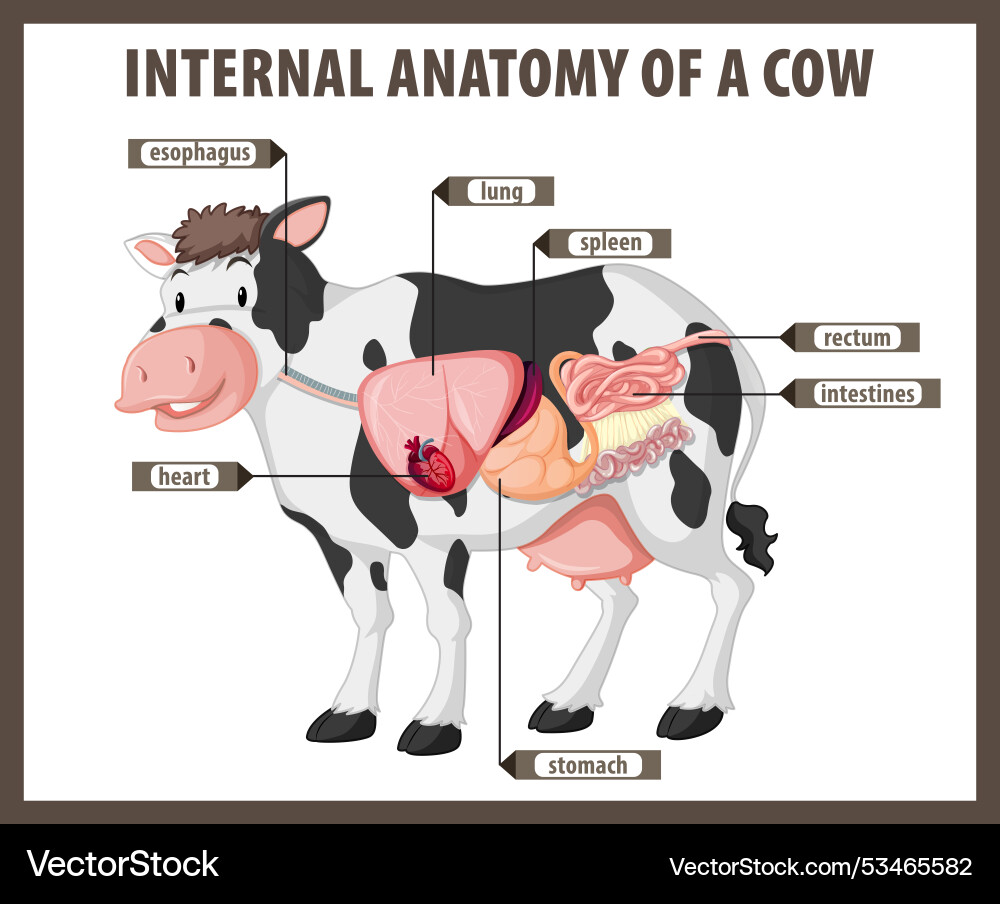 Showing cows internal organs and anatomy Vector Image
