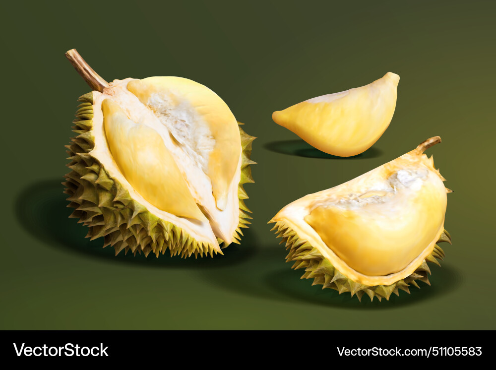 Cut pieces of realistic durian Royalty Free Vector Image
