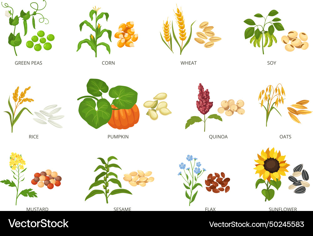 Seeds and plants agricultural crops Royalty Free Vector