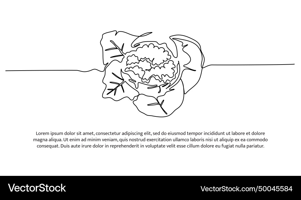 Cauliflower Drawing Outline Vector Images (over 580)