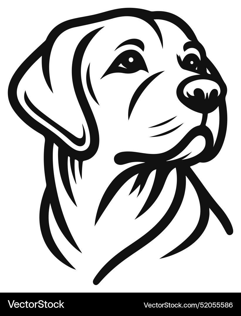 Labrador line art drawing Royalty Free Vector Image