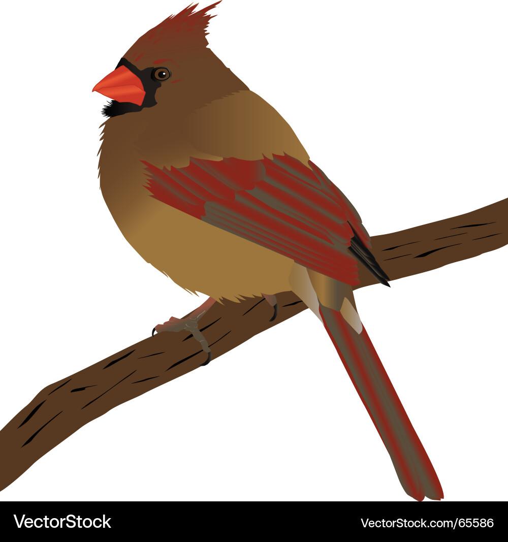 Northern Cardinal Royalty Free Vector Image - VectorStock