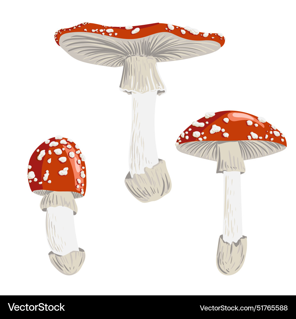 Drawing fly agaric poisonus mushroom Royalty Free Vector