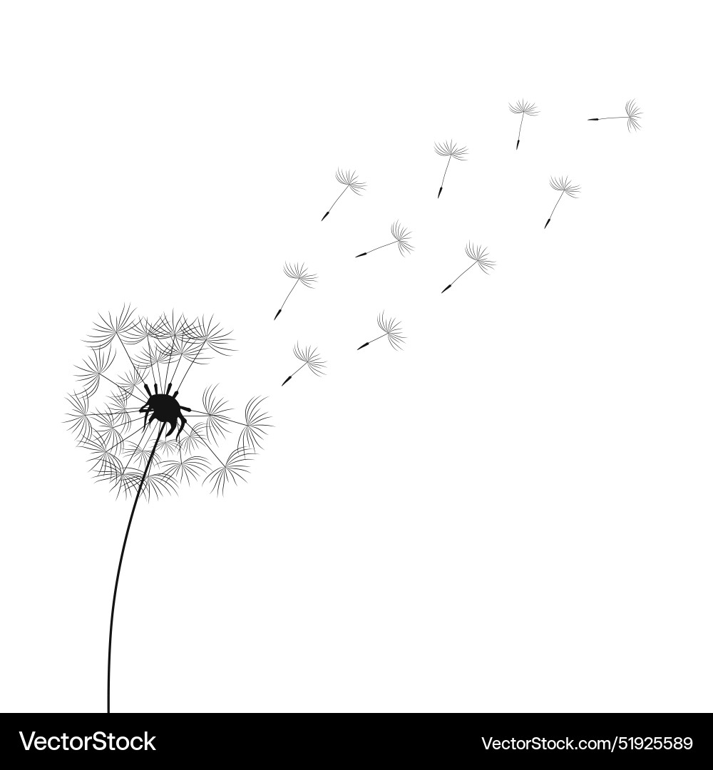 Dandelion flower with flying seeds Royalty Free Vector Image