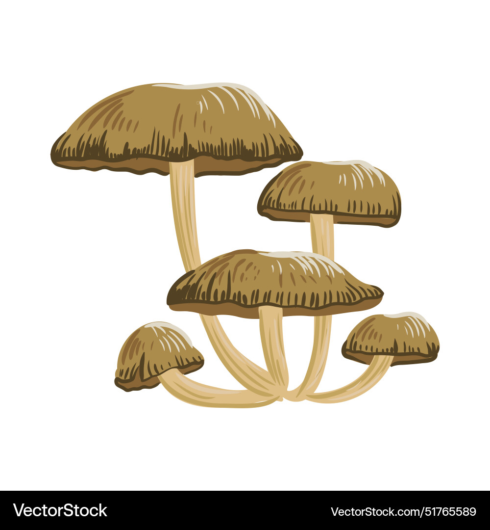 Drawing mushrooms glistening inky cap Royalty Free Vector