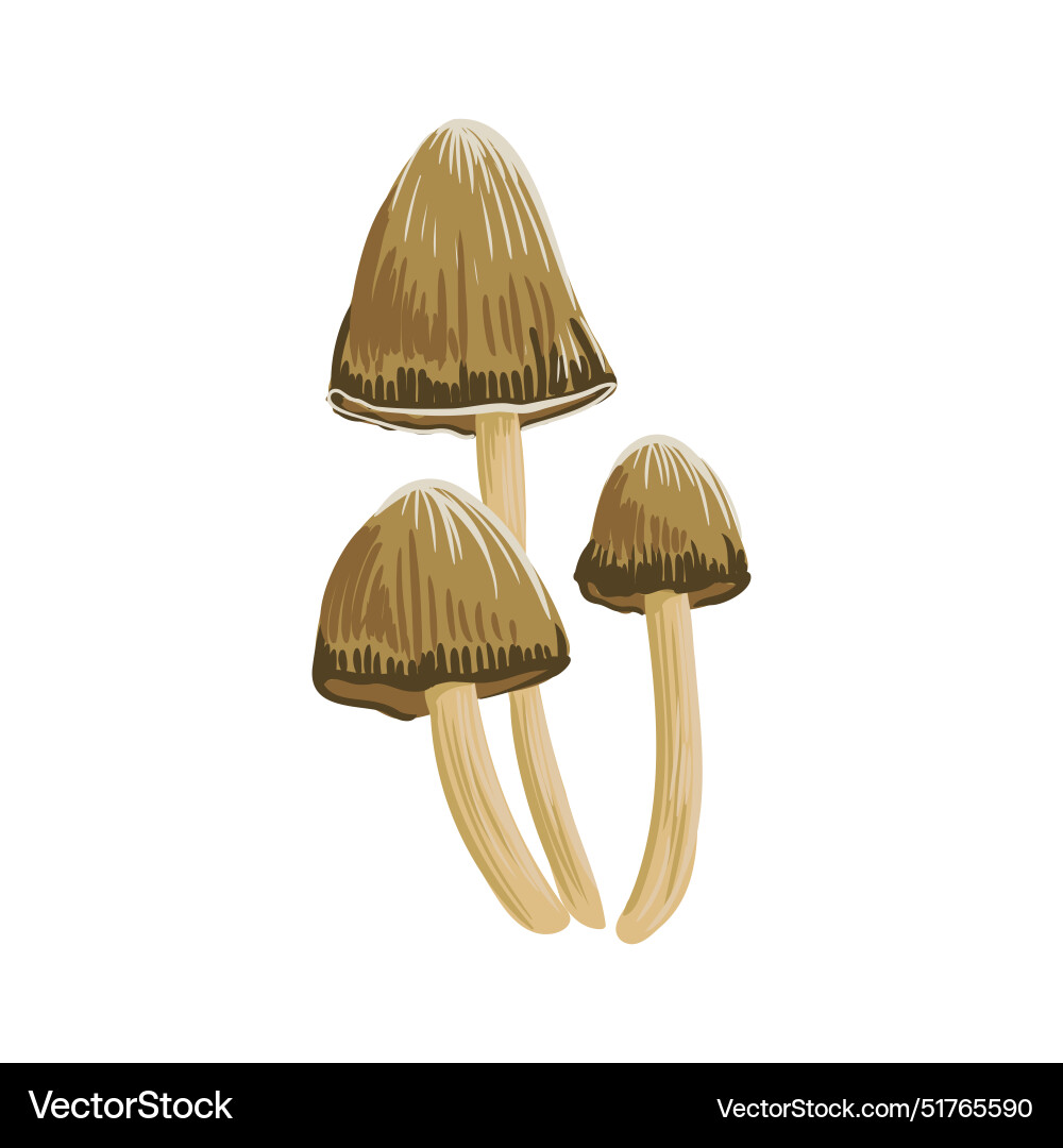 Drawing mushrooms glistening inky cap Royalty Free Vector
