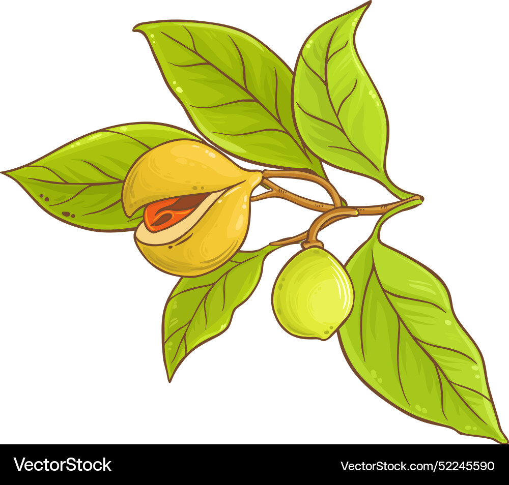 Nutmeg branch colored detailed Royalty Free Vector Image