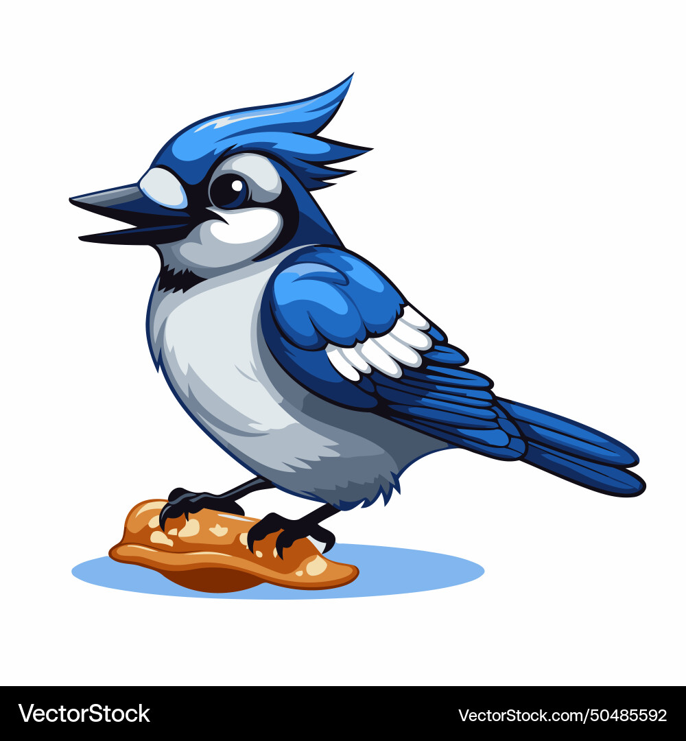 Blue jay bird isolated on white background Vector Image