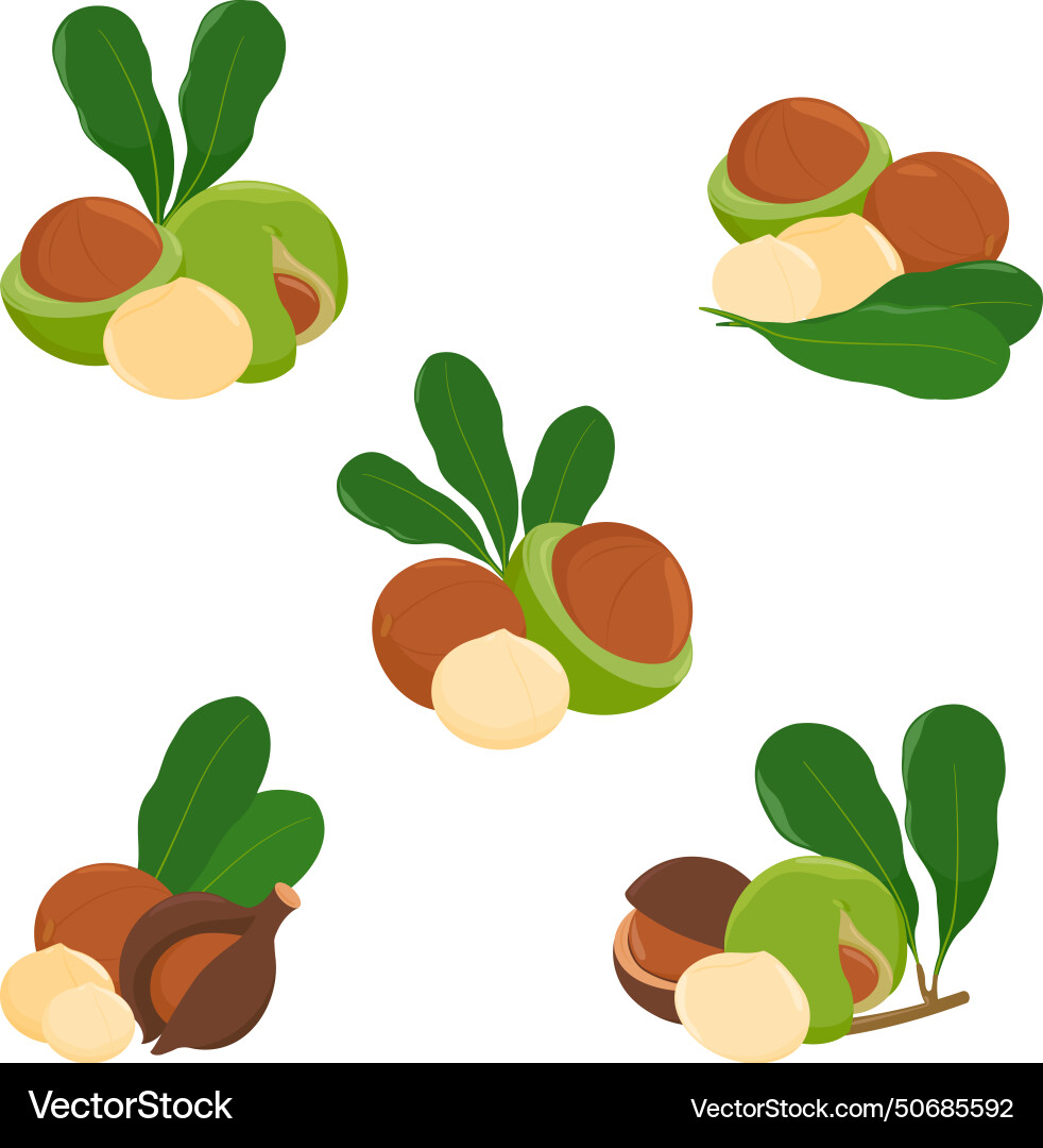 Macadamia nuts with leaves Royalty Free Vector Image