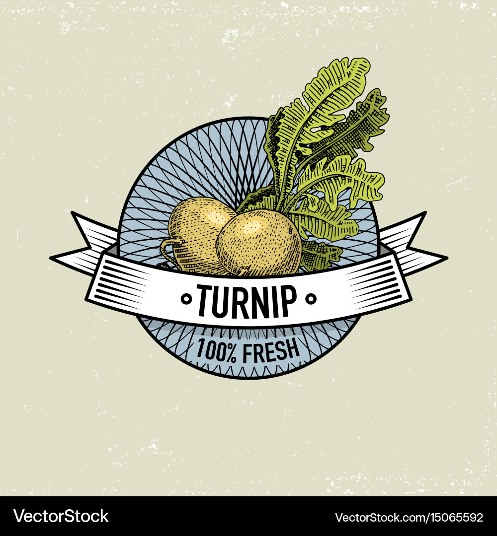 Turnip vintage set labels emblems or logo Vector Image