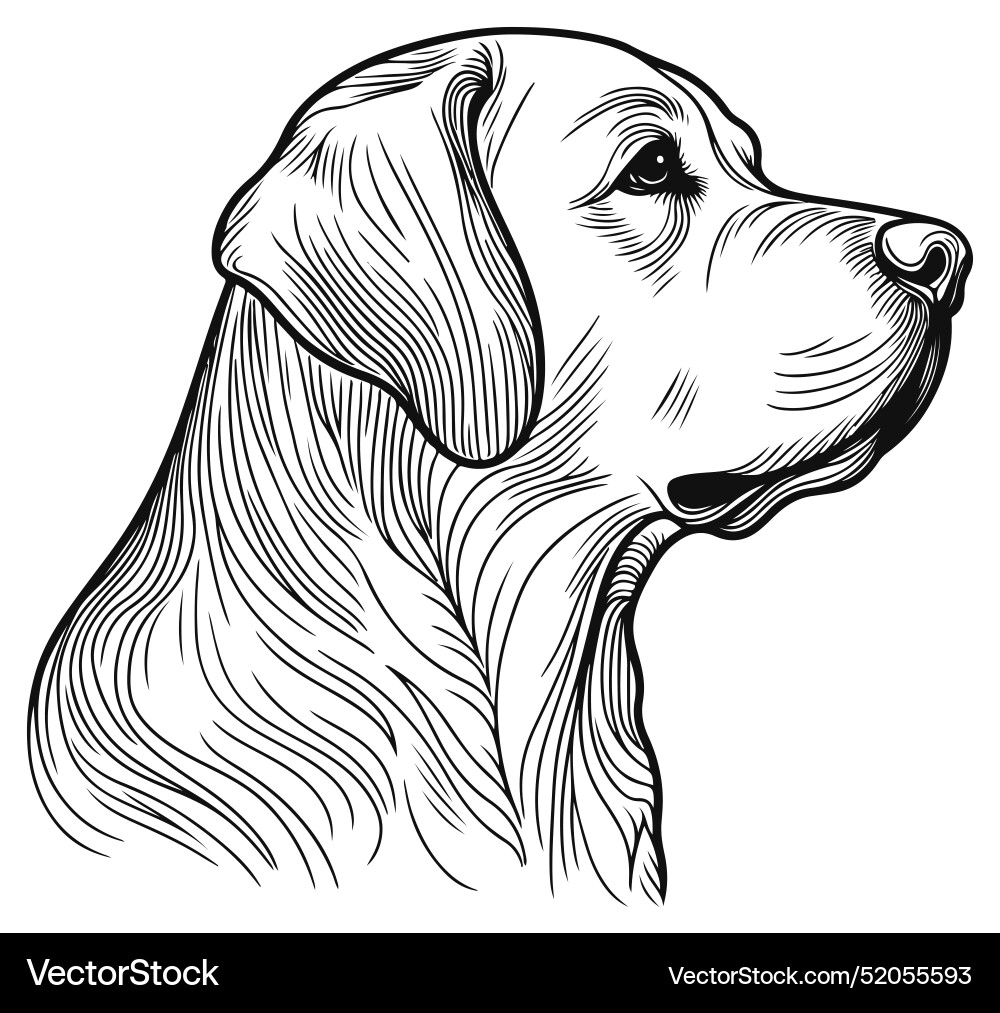 Labrador line art drawing Royalty Free Vector Image