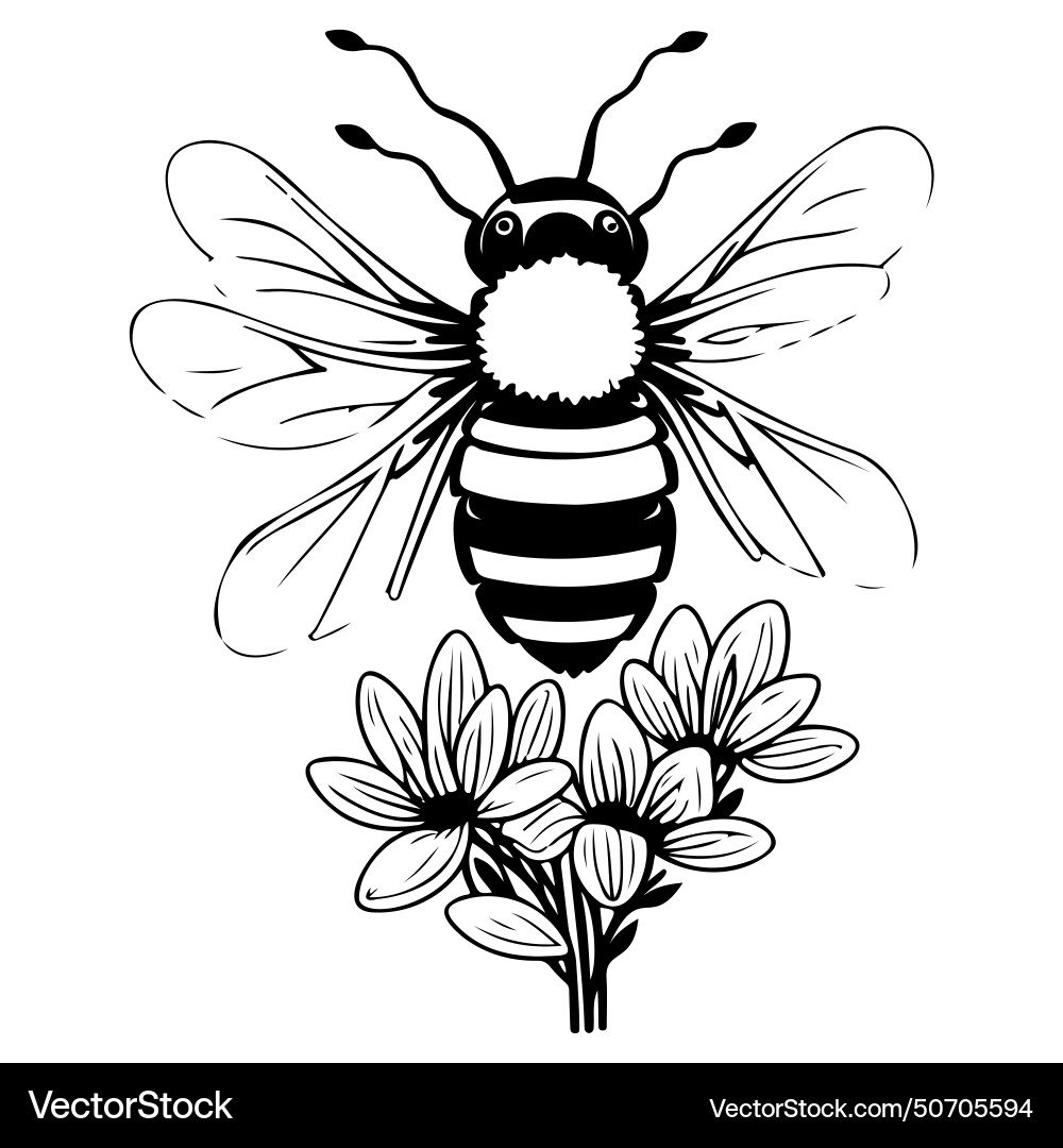 Bee on flower spring sketch hand draw Royalty Free Vector