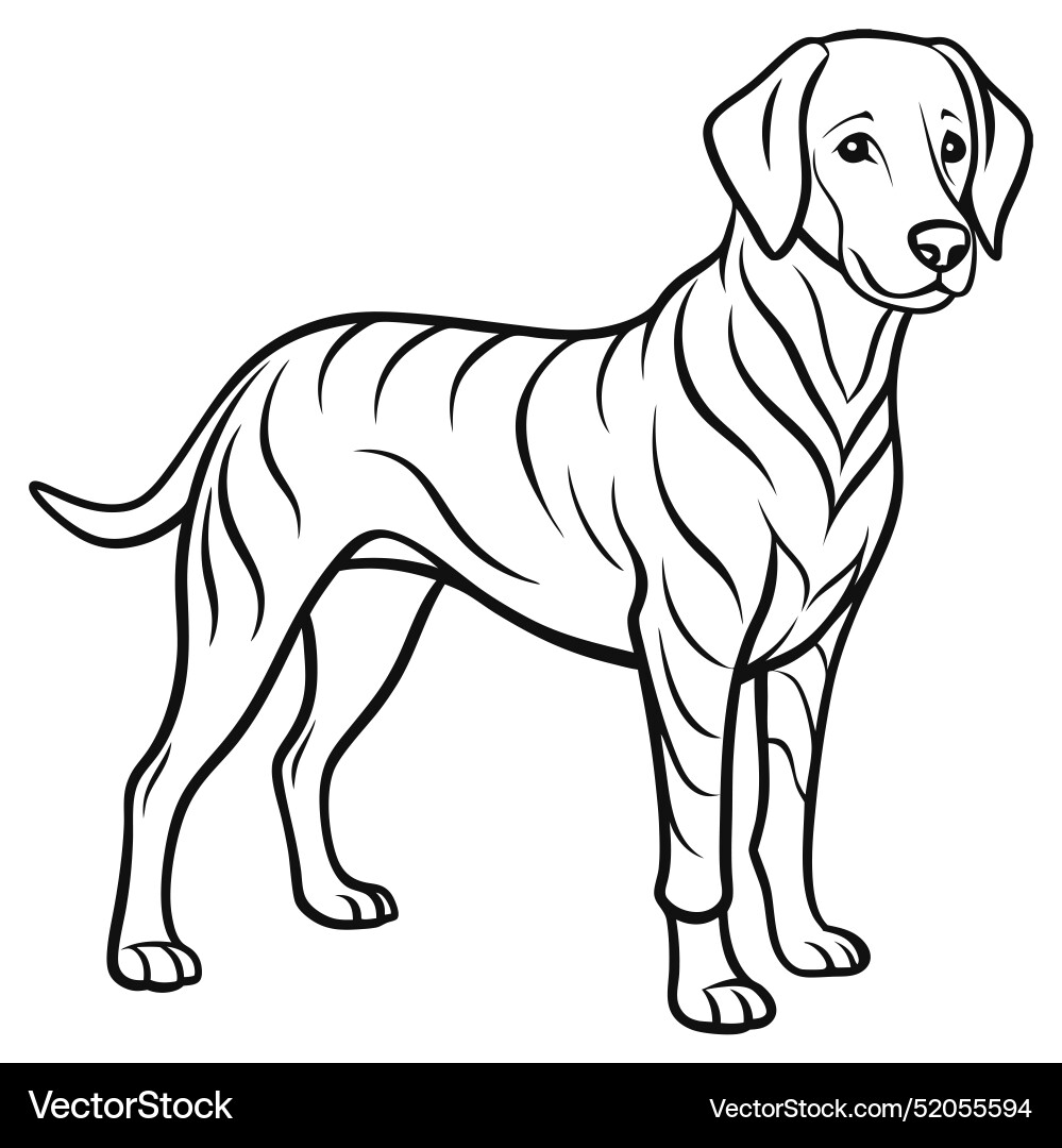 Labrador line art drawing Royalty Free Vector Image