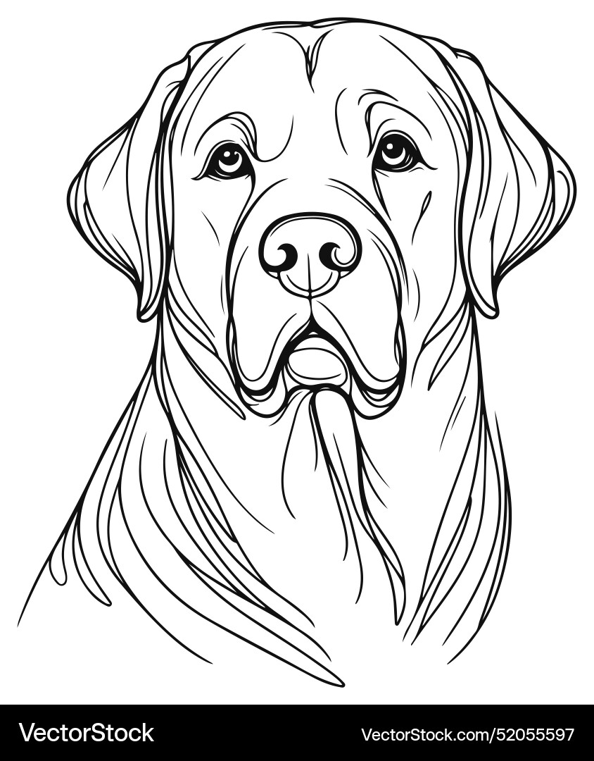 Labrador line art drawing Royalty Free Vector Image