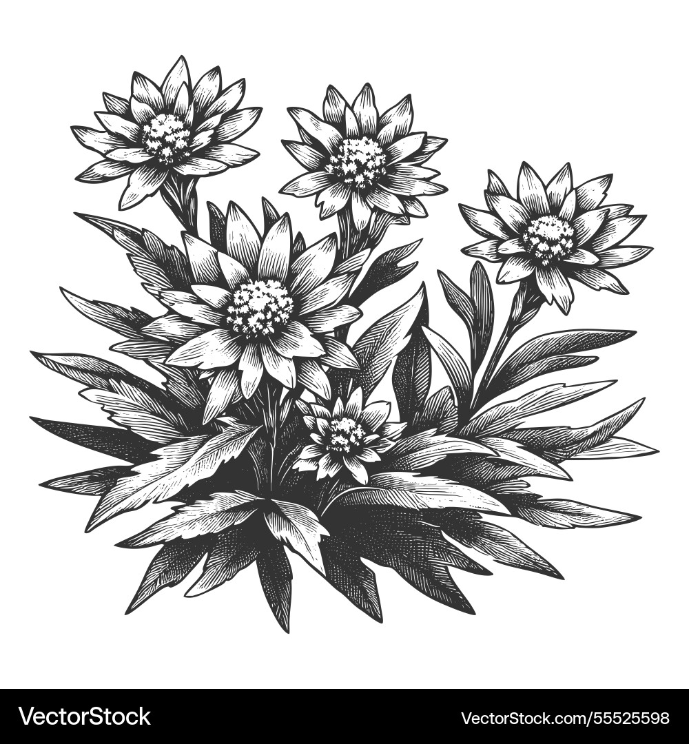 Edelweiss blooming flowers engraving Royalty Free Vector