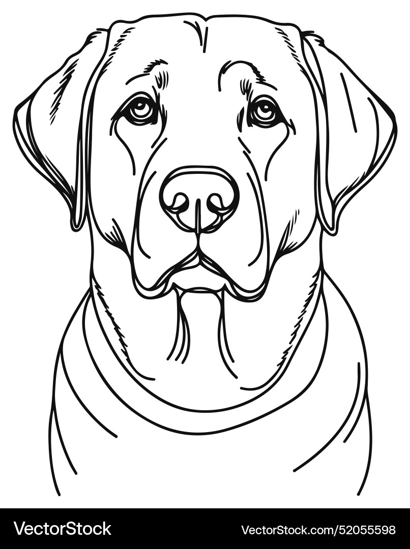 Labrador line art drawing Royalty Free Vector Image