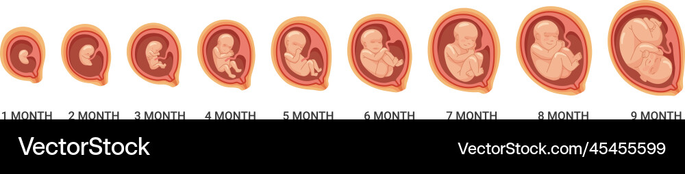 Fetal stages human embryo growth process Vector Image - 友软网络