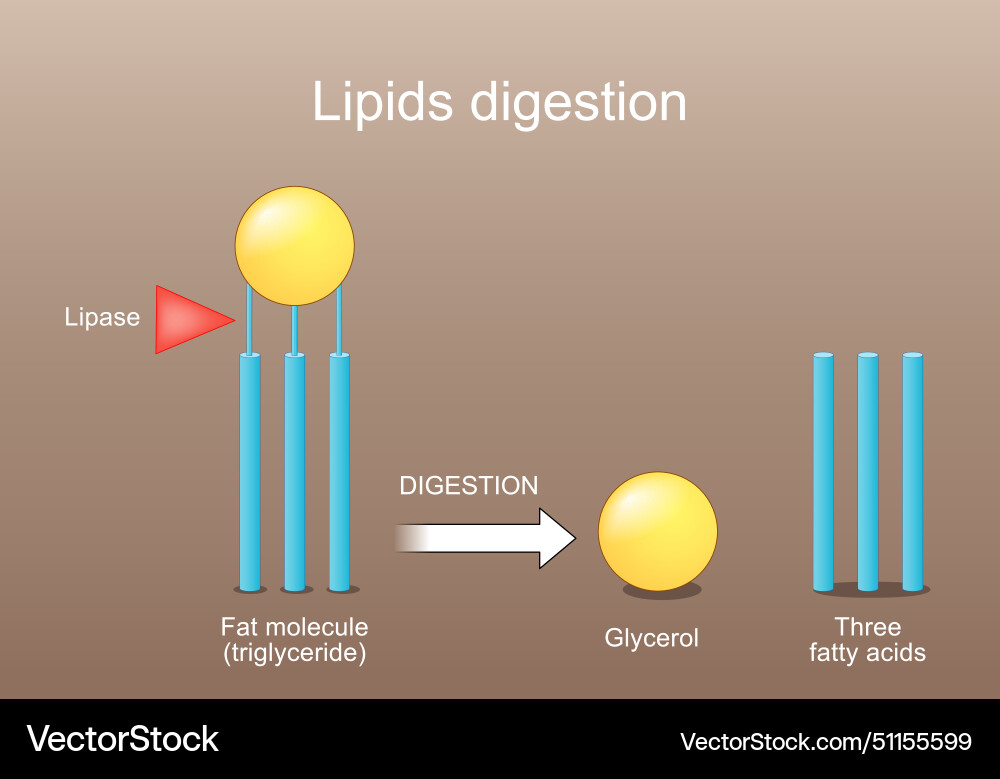 Lipid metabolism from triglyceride to three fatty Vector Image