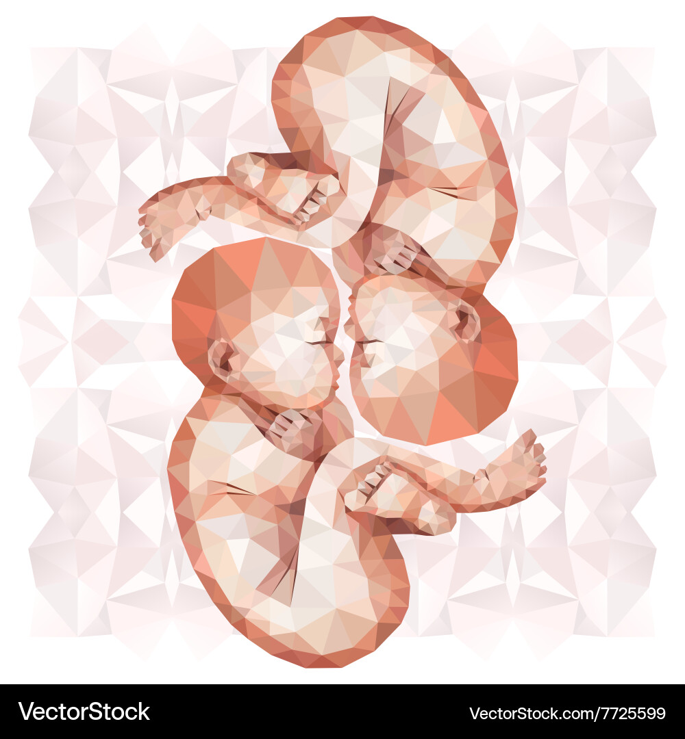 Low Poly Twin Fetus Royalty Free Vector Image - VectorStock