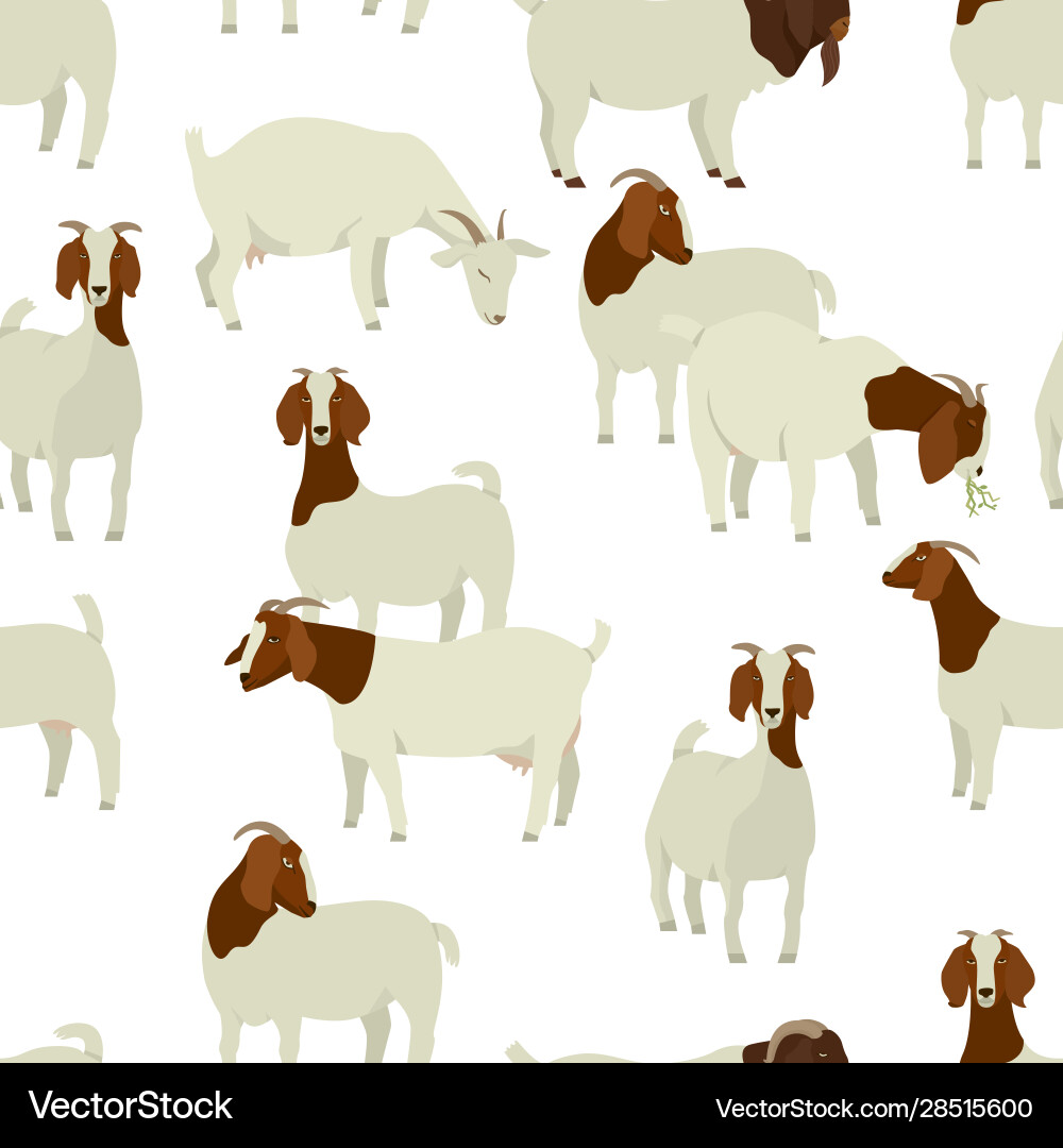 Farming today white and brown boer goats Vector Image