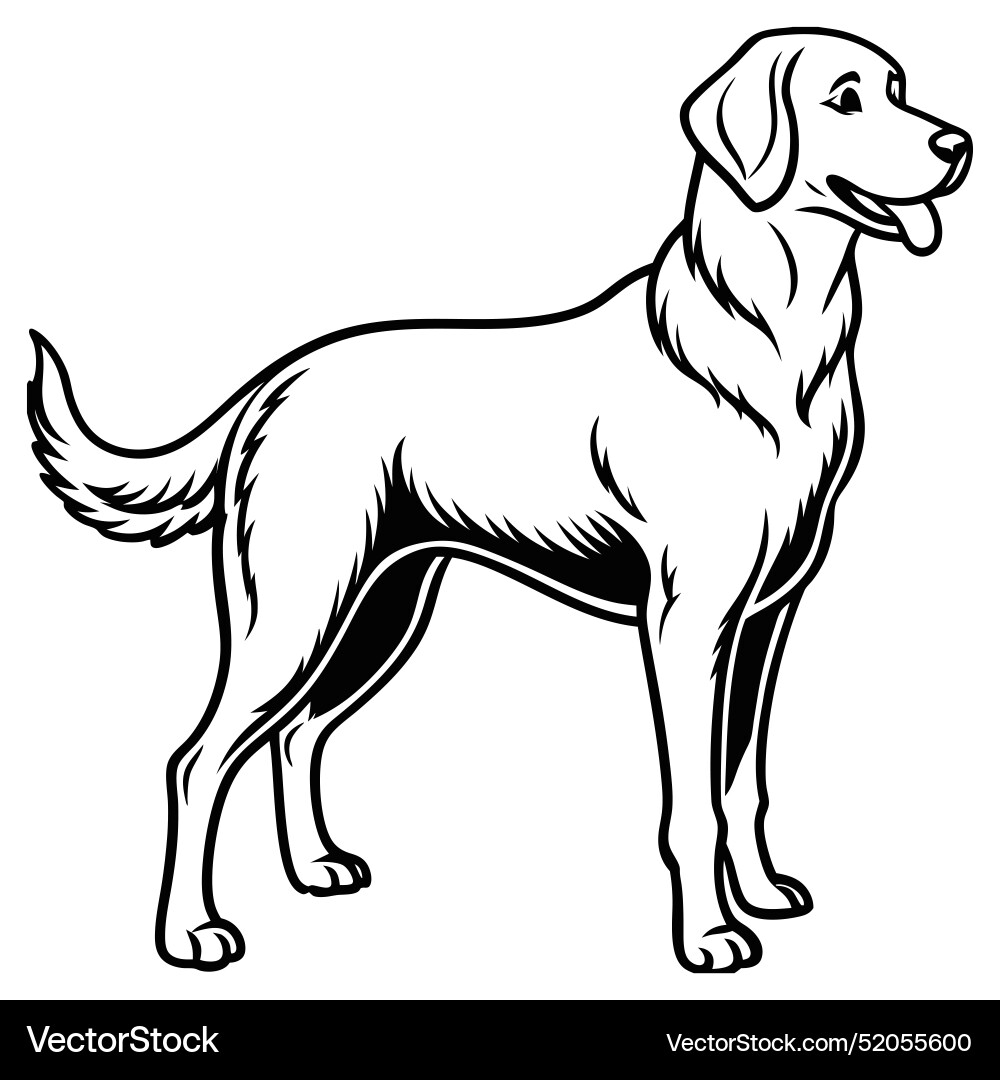 Labrador line art drawing Royalty Free Vector Image