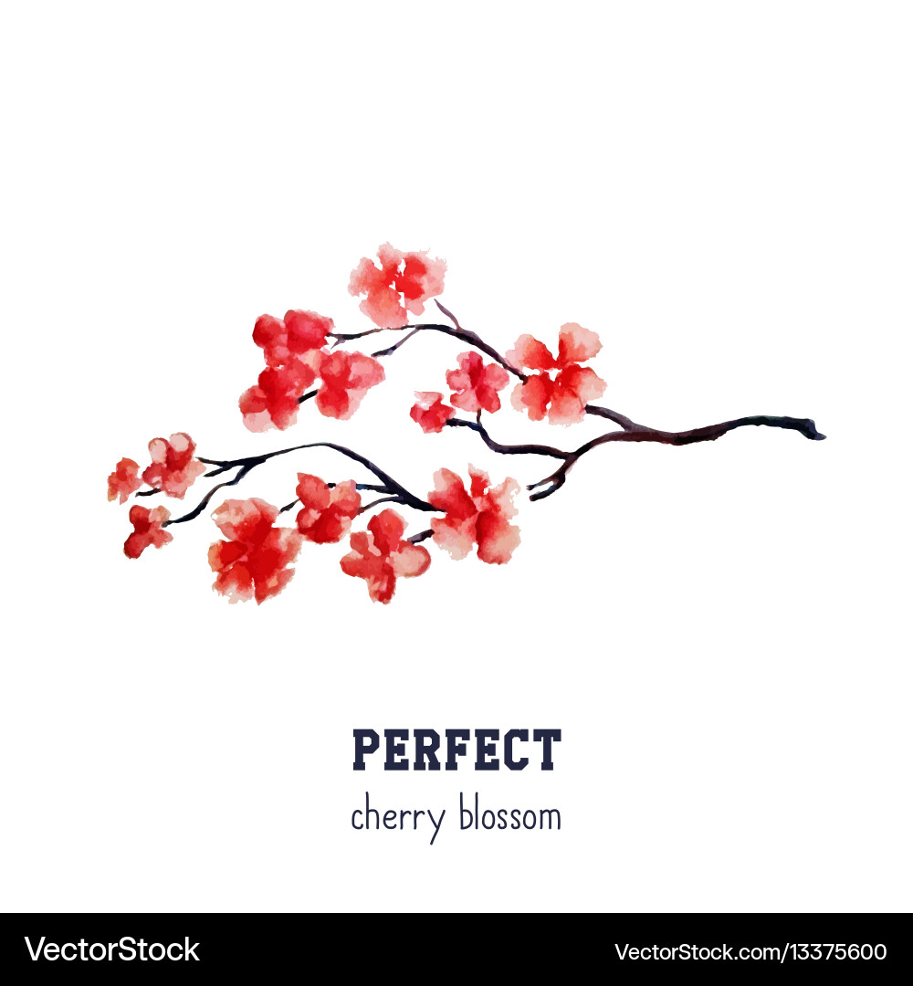 Realistic red sakura blossom - japanese cherry Vector Image