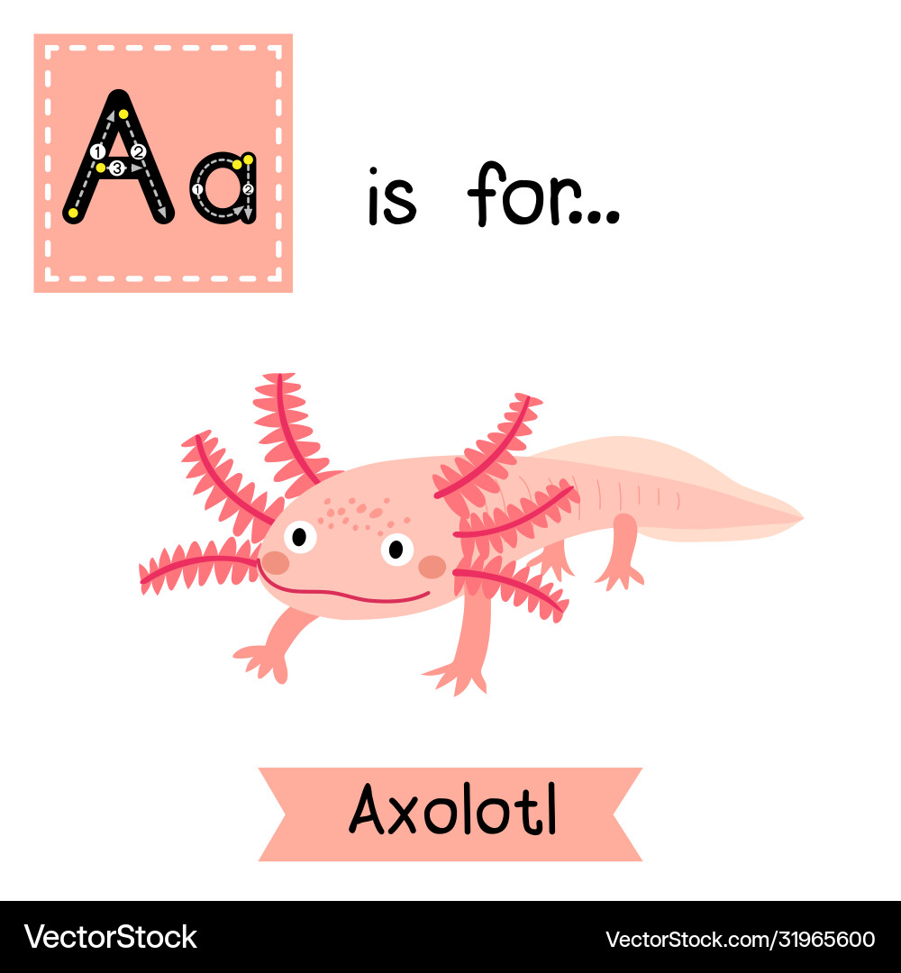 Tracing letter a for axolotl Royalty Free Vector Image