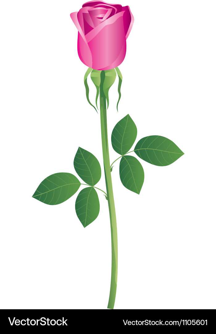 Rosa Royalty Free Vector Image - VectorStock
