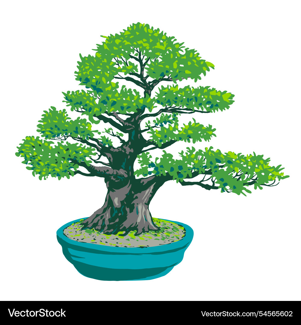 Ficus bonsai tree isolated wpa poster art Vector Image