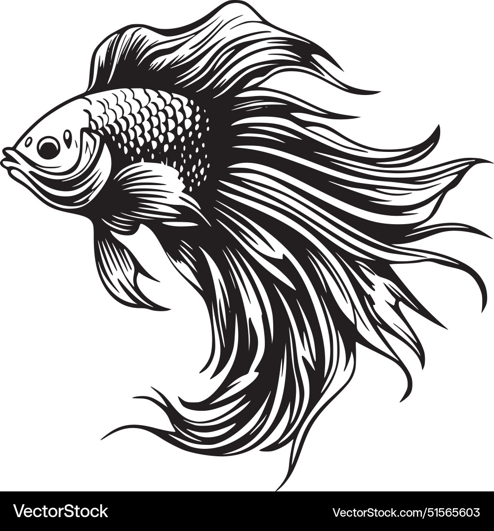 Betta fish - black and white Royalty Free Vector Image