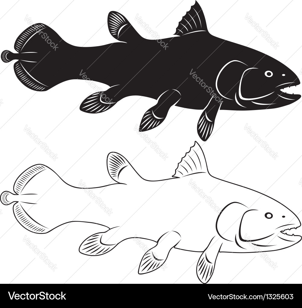 Coelacanth Royalty Free Vector Image - VectorStock