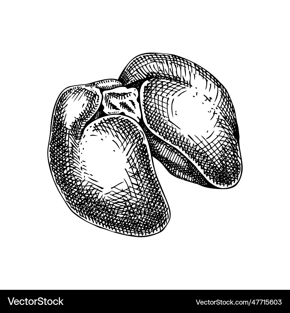 Hand drawn chicken liver sketches set internal Vector Image