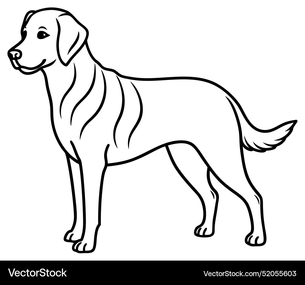 Labrador line art drawing Royalty Free Vector Image