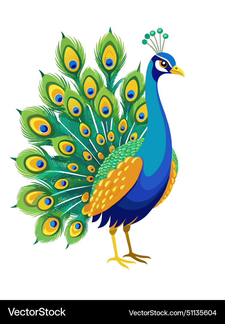 Peacock Royalty Free Vector Image - VectorStock