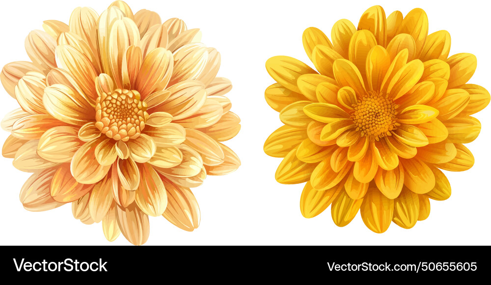 Chrysanthemum golden daisy isolated Royalty Free Vector