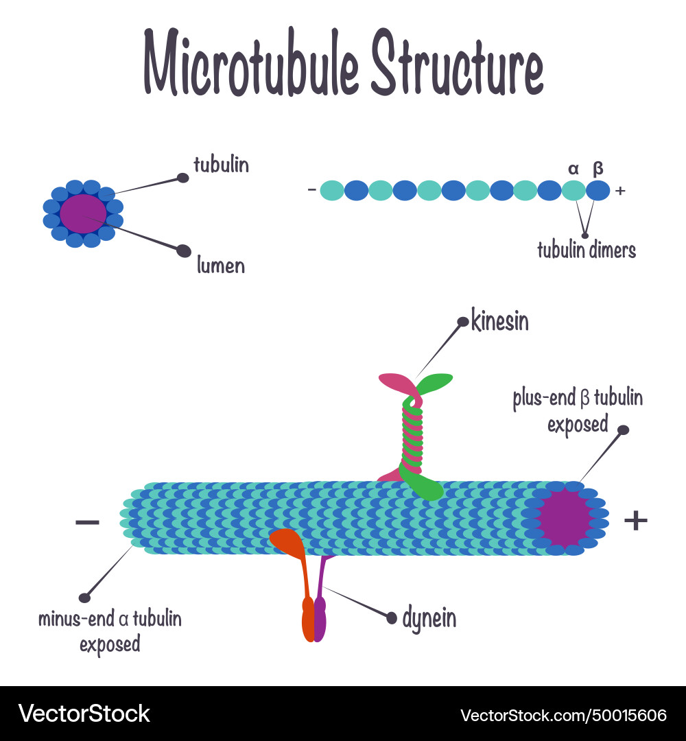 Microtubules Vector Images (80)