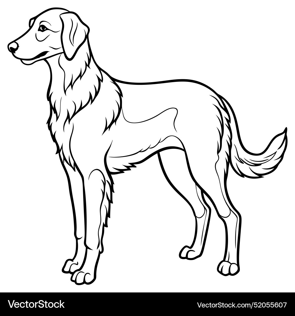 Labrador line art drawing Royalty Free Vector Image