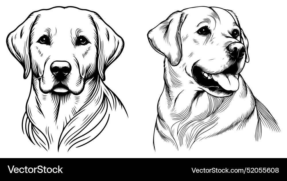 Labrador line art drawing Royalty Free Vector Image