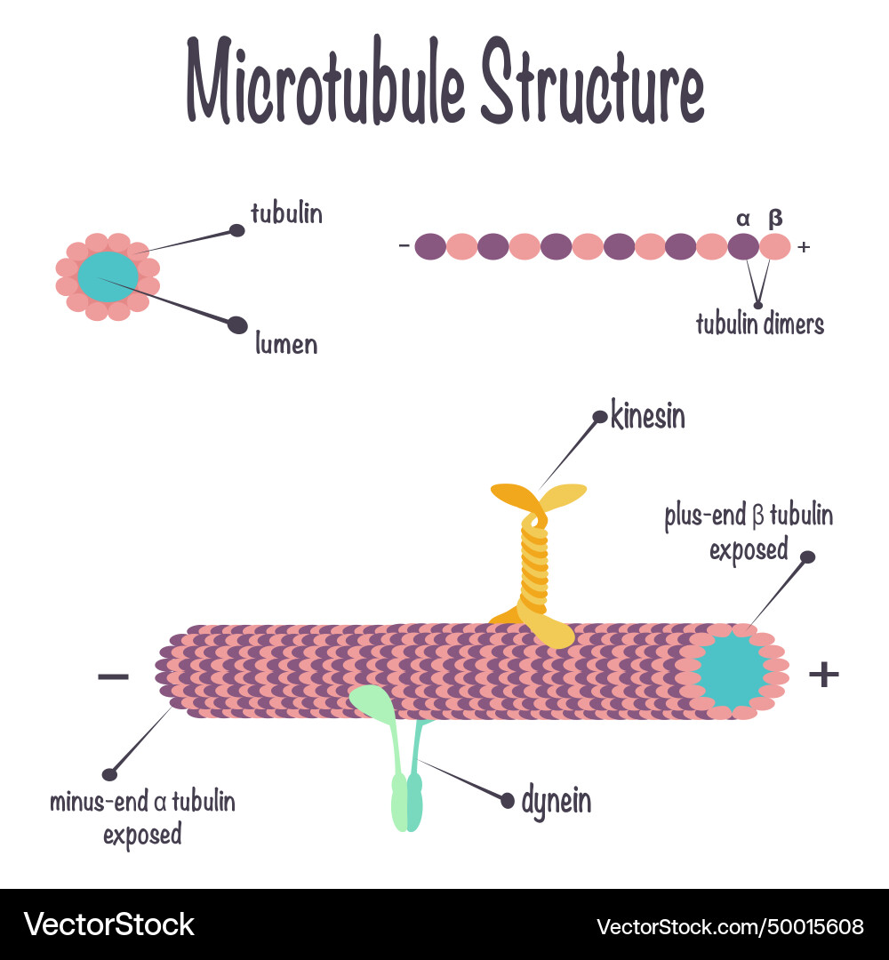 Mikrotubulenzenstruktur Lizenzfreies Vektorbild