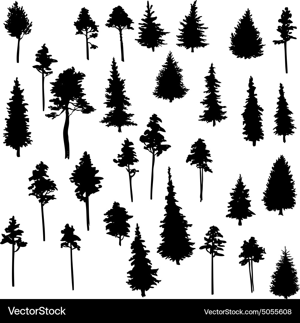 Set of conifer trees Royalty Free Vector Image